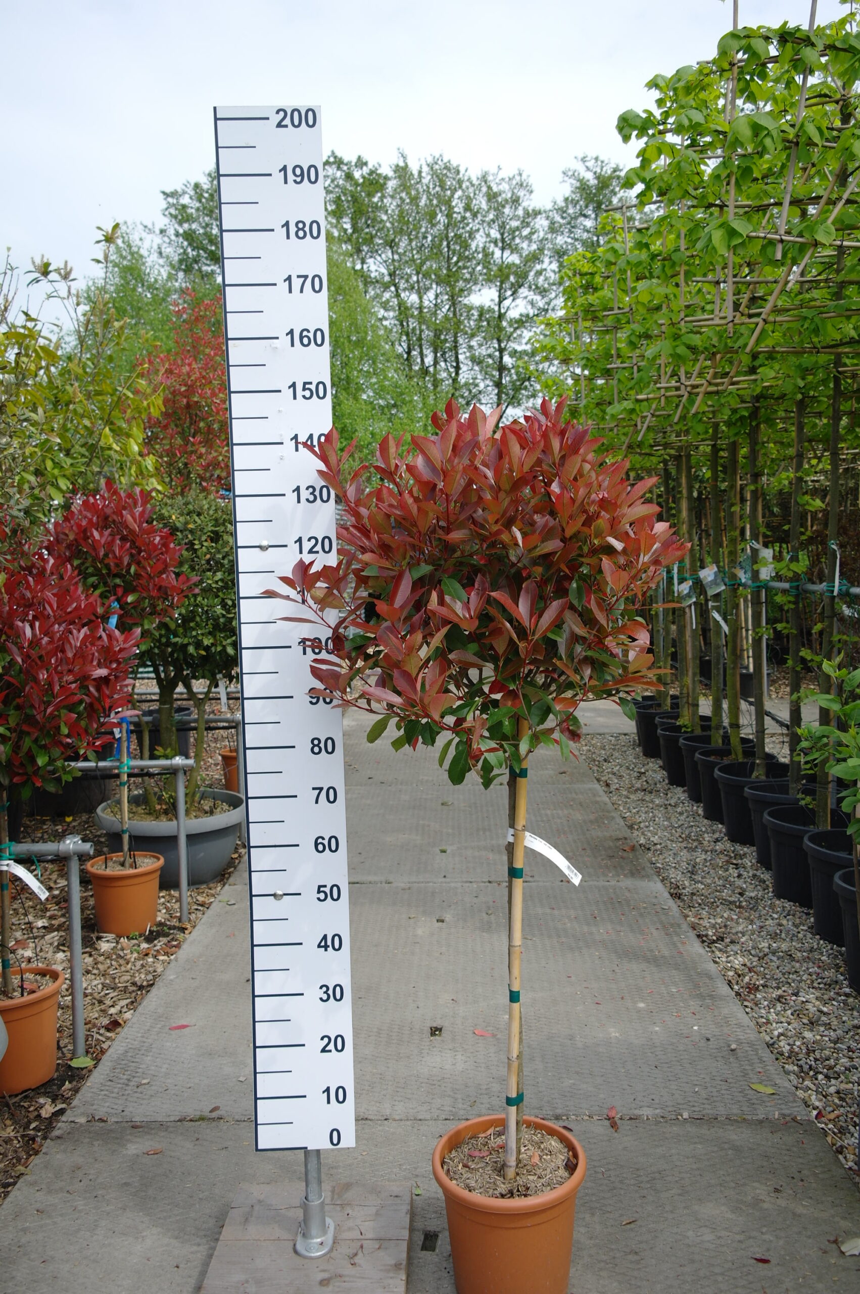 Photinia Red Robin op stam | Goedkopeolijfbomen.nl