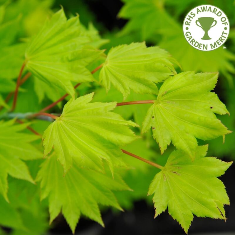 Acer shirasawanum 'Aureum' - Goedkopeolijfbomen.nl