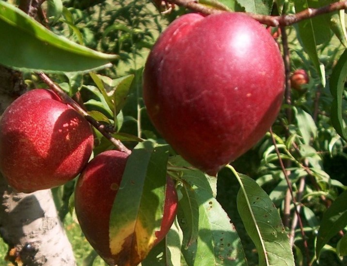 Prunus Nucipersica 'Stark Red Gold' - Nectarine - Goedkopeolijfbomen.nl